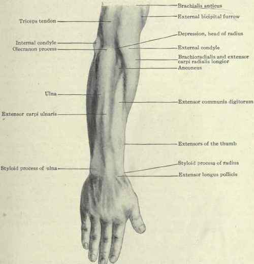 Surface Anatomy Of The Forearm Surface Anatomy Of The Forearm