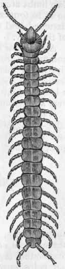 Order I. Chilopoda