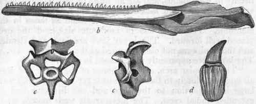 Order I. Odontolcae