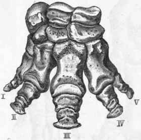 Ungulata. Order VI. Ungulata. Continued