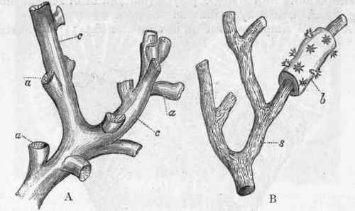 Family III. Zoanthidae