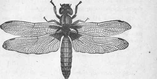 The Dragon Flies