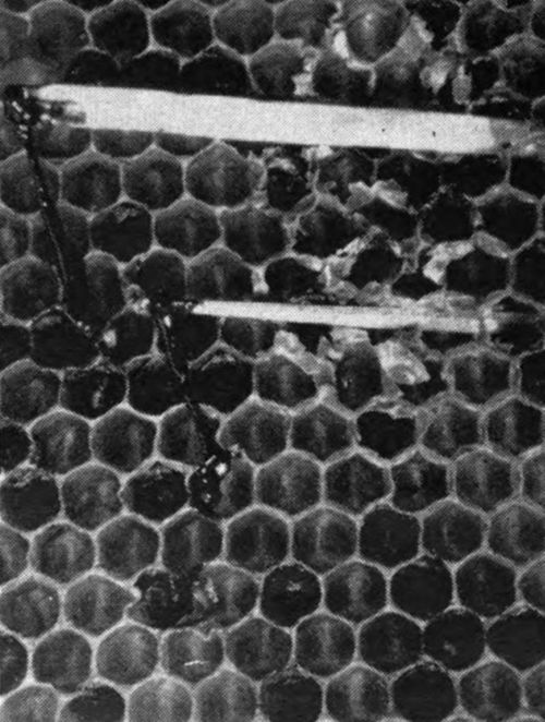 Chapter XIV. Diseases And Enemies Of Bees