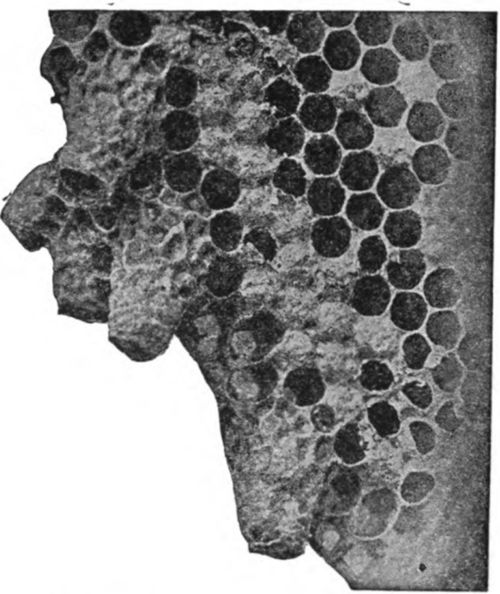 How to Distinguish the Different Kinds of Bees and Cells. Drone Layers ...