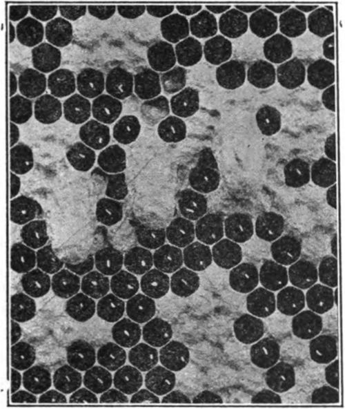 How to Distinguish the Different Kinds of Bees and Cells. Drone Layers ...
