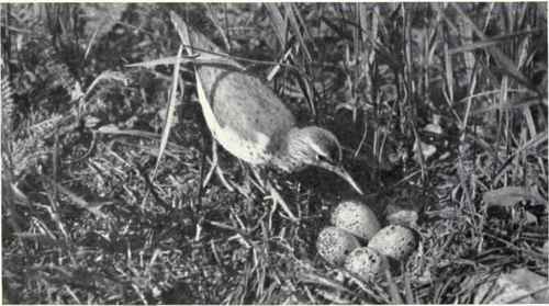 263. Spotted Sandpiper. Actitis Macularia