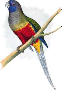 Blue Bonnet Parrakeet. Psittacus hcematogaster. Psephotus hoematogaster ...