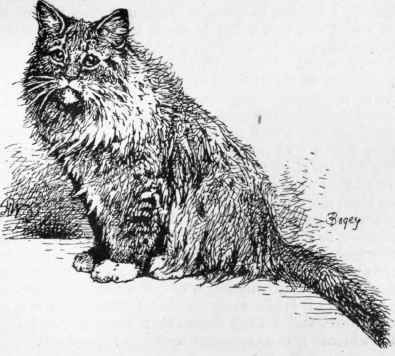 The Russian Long-Haired Cat