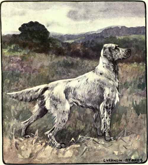 The English Setter