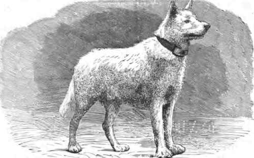 The Esquimaux Dogs