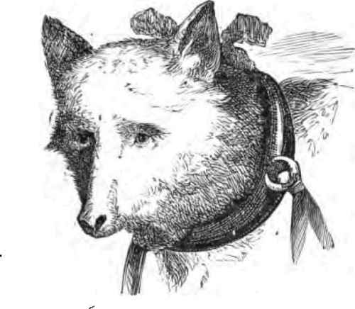 The Esquimaux Dogs