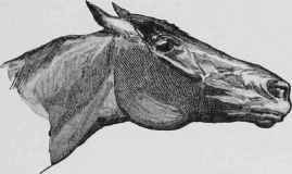 Inflammation Of The Parotid Glands (Parotitis)