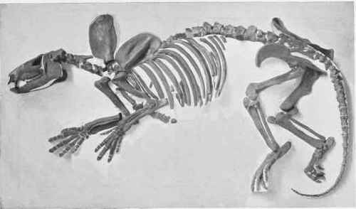 Fossil Ancestors Of The Horse