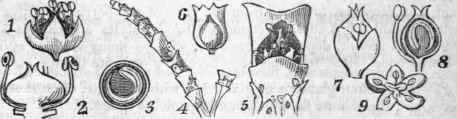 Order CV. Chenopodiaceae. Chenopods Or Goose-Foots