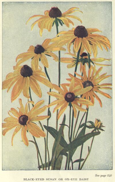 Black-eyed Susan; Yellow or Ox-eye Daisy; Nigger-head; Golden Jerusalem ...