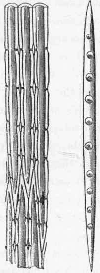 The Seniors Of The Forest. Part 3