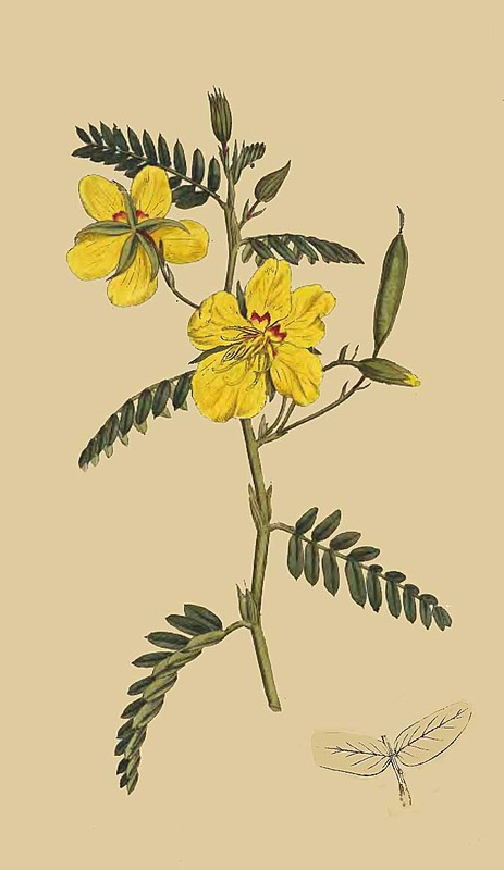 107. Cassia Chamaecrista. Dwarf Cassia.