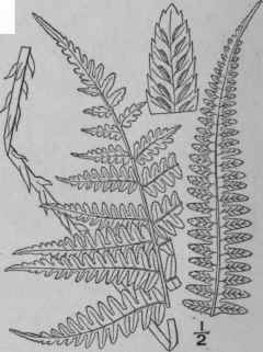13. Athyrium Roth, Romer's Arch. Bot. 21: 105. 1799