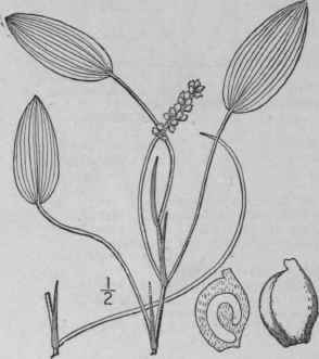 1. Potamogeton L. Sp. Pi. 126. 1753. Part 2