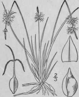 18. Carex L. Sp. Pi. 972. 1753.. Part 30