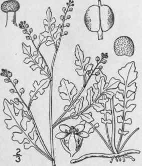 12. Radicula Hill, Brit. Herb. 265. 1756. Part 2