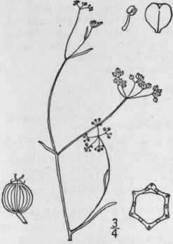 51. Harperélla Rose, Proc. Biol. Soc. Wash. 19: 96. 1906