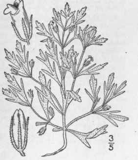 13. Conobea Aubl. Pl. Guian. 2: 639. Pl. 258. 1775