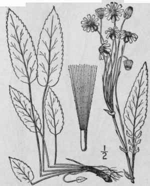 102. Senecio [Tourn.] L. Sp. Pl. 866. 1753. Part 5