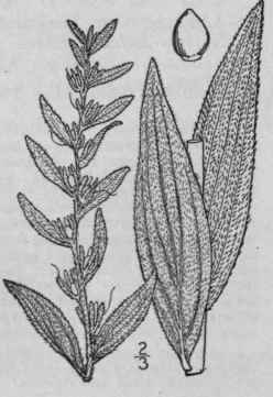 13. Onosmodium Michx. Fl. Bor. Am. 1: 132. 1803