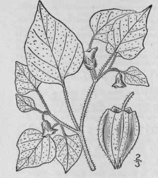 2. Physalis L. Sp. Pl. 182. 1753