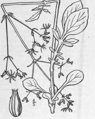 1. Valeriana [Tourn.] L. Sp. Pl. 31. 1753. Continued