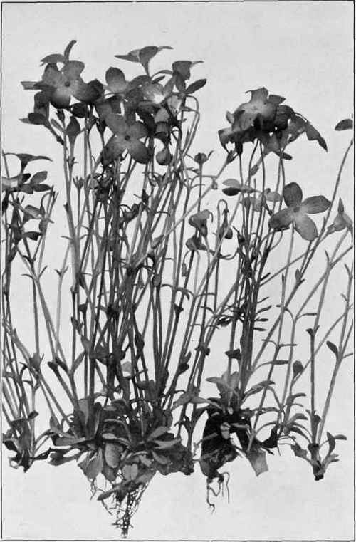 Bluets; Innocence; Houstonia; Quaker Ladies; Quaker Bonnets; Venus ...