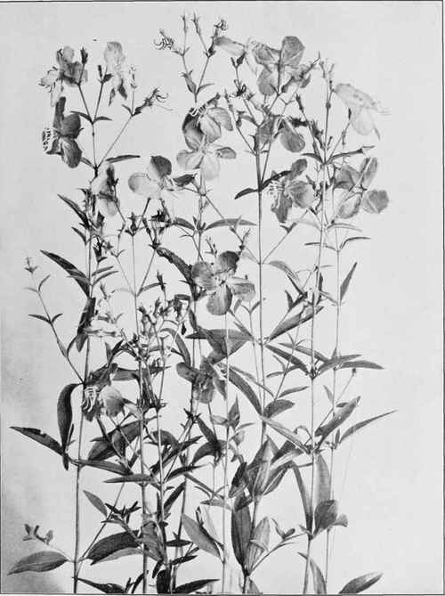 Meadow-Beauty; Deer Grass (Rhexia Virginica) Meadow-Beauty Family