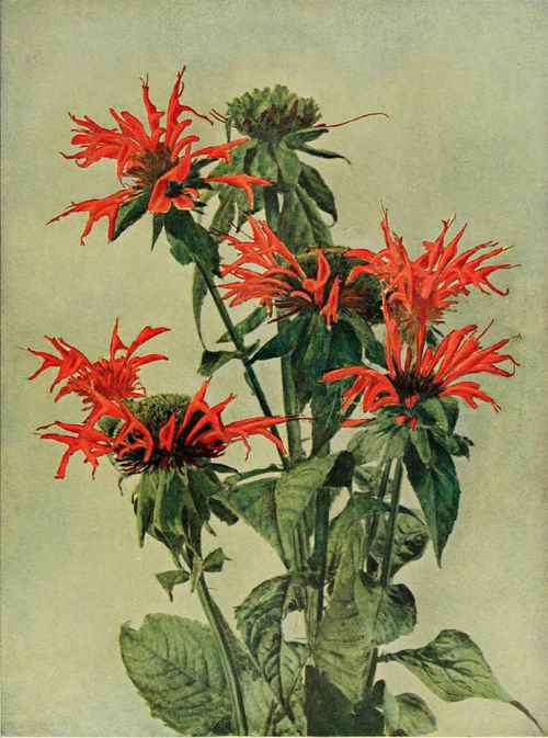 Oswego Tea; Bee Balm; Indian's Plume; Fragrant Balm; Mountain Mint ...