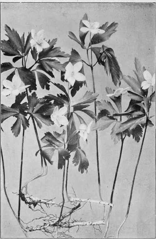 Wood Anemone; Wind Flower (Anemone Quinquefolia) Crowfoot Family