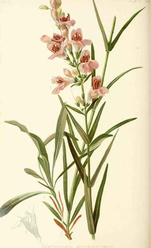 One-Sided Pentstemon. Pentstemon Secundiflorus, Benfham. Natural Order ...