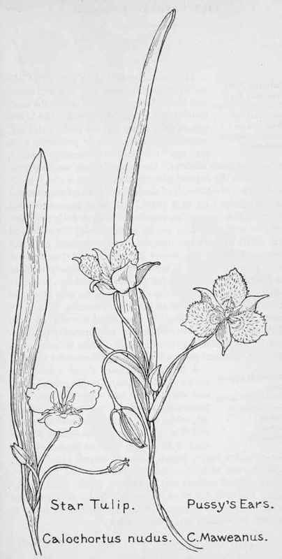 White Pussy's Ears. Calochortus Maweanus. White, Gray. Spring. Cal., Oreg