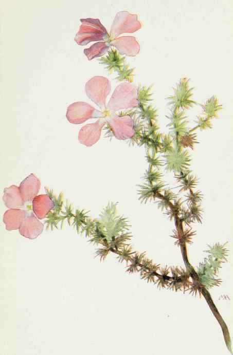 Large Prickly Gilia. Gilia Californica. Pink. Summer. California