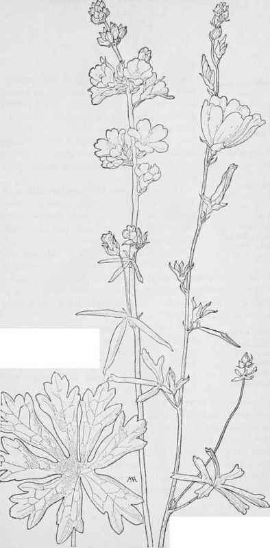 Oregon Mallow. Sidalcea Oregana. Pink. Summer, Autumn. Northwest