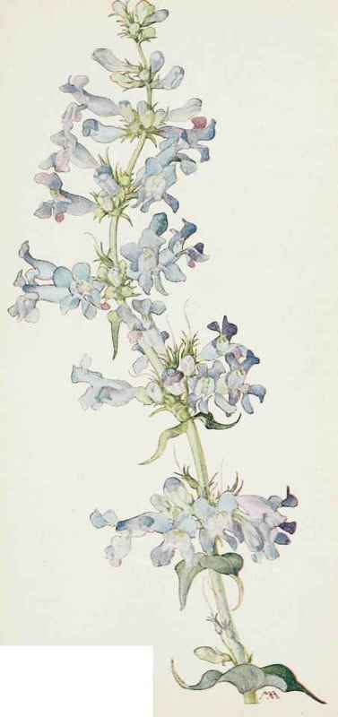 Blue Pentstemon, Beard-Tongue. Pentstemon Cyandnthus. Blue. Spring ...