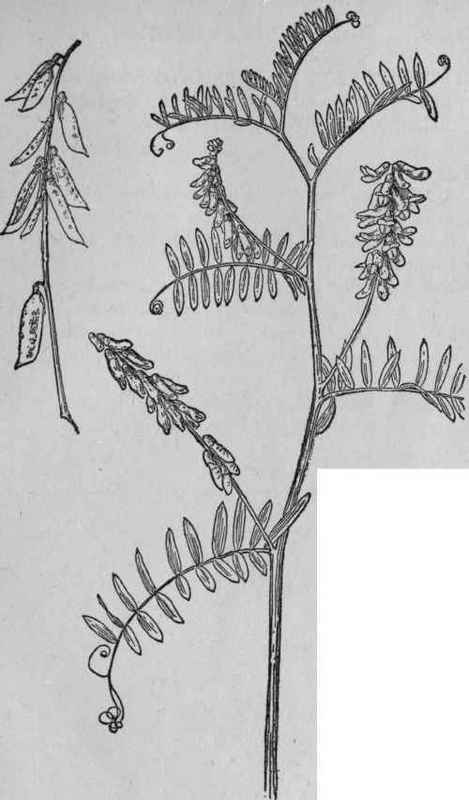 Cow Vetch. Tare