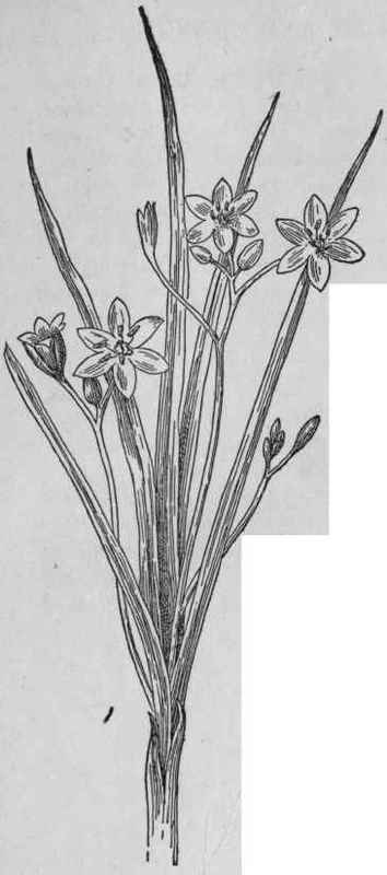 Star Grass
