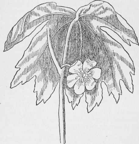 Berberidaceae - Barberry Family. May-Apple. Wild Mandrake. Podophyllum ...