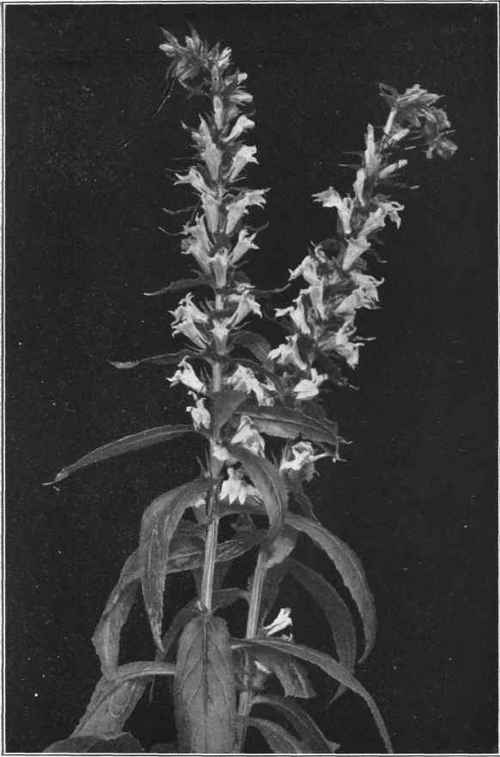 Great, Or Blue Lobelia. Lobelia Siphilitica. Lobelia Family