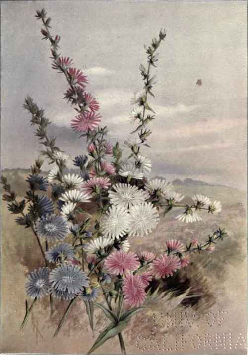 Roadside Asters