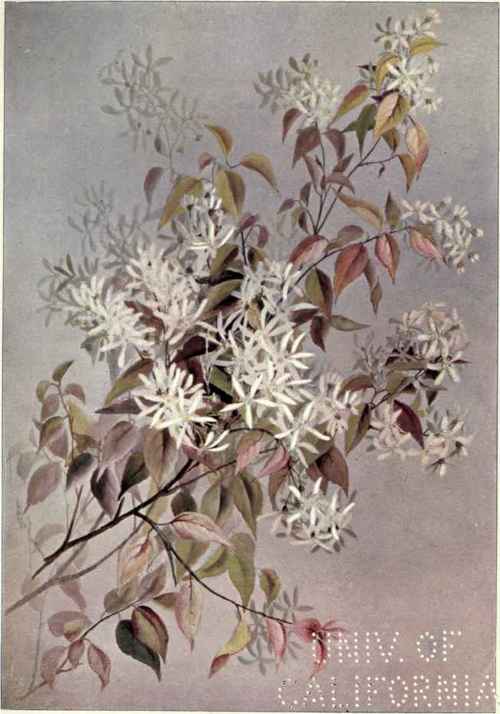 Shad-Bush. June-Berry. Service-Berry. Amelanchier Canddensis
