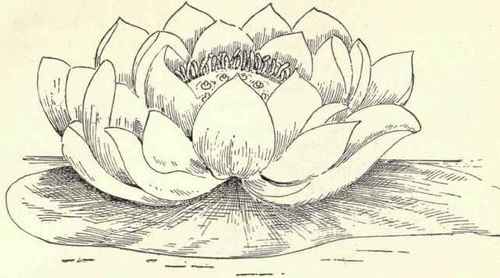 Yellow Pond-Lily. Spatter Dock. (Plate III.). Nymphaea advena.