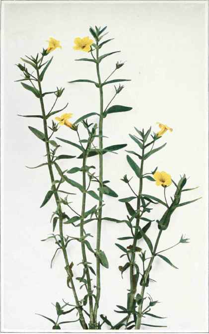 Golden Hedge Hyssop; Goldenpert - Gratiola Aurea Muhlenberg - Plate 199a