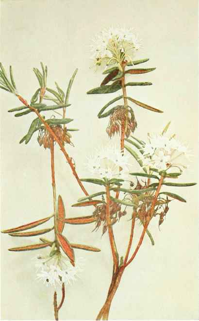 Labrador Tea Ledum Groenlandicum Oeder - Plate 155a