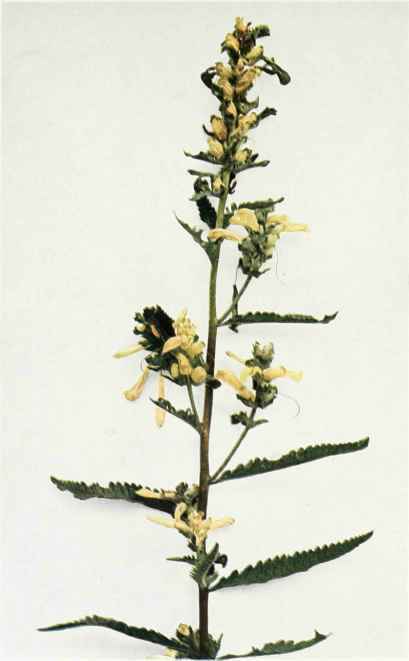 Swamp Lousewort - Pcdicularis Lanceolata Michaux - Plate 206a